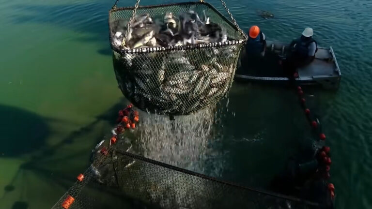 How To Start Catfish Farming At Home? 9 Key Factors to Consider - Four Fish