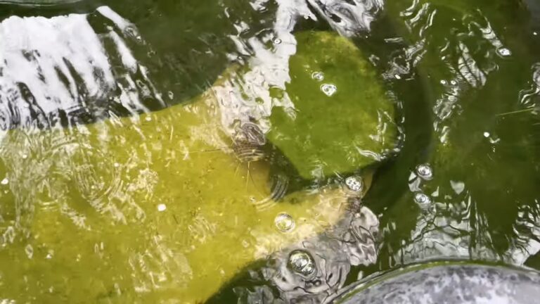 How To Start Catfish Farming At Home? 9 Key Factors to Consider - Four Fish