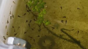 How To Start Catfish Farming At Home? 9 Key Factors to Consider - Four Fish